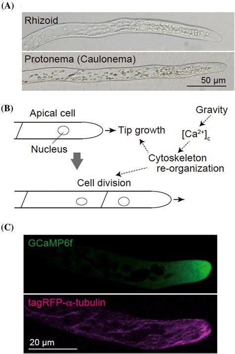 Protonema