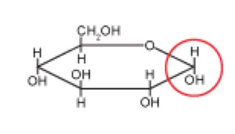 Biological Molecules Monosaccharides Flashcards Quizlet