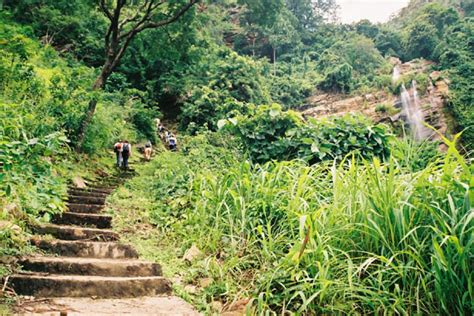 Bafilo Junglekeyfr Image