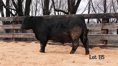 Lot 115 Youtube