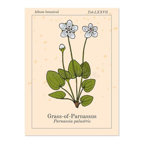 Marsh Grass Of Parnassus Parnassia Palustris Medicinal Plant Stock Vector Illustration Of