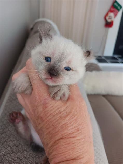 Highland Lynx Kittens Female Exotic Kitten For Sale In Virginia