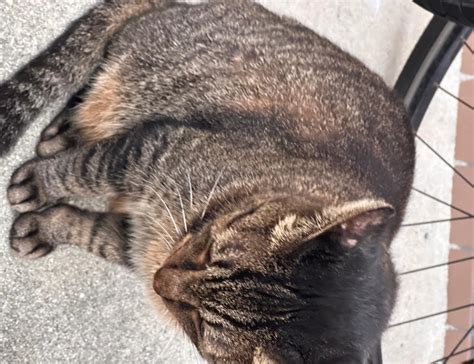 キジトラ 青い首輪 耳カット無性別不明