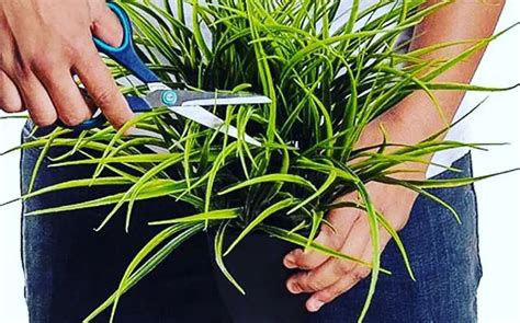 How To Trim Pubic Hair With Scissors A Complete Guide For Men