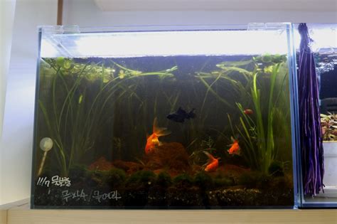 금붕어키우기 무환수 무여과어항으로 괜찮을까 네이버 블로그