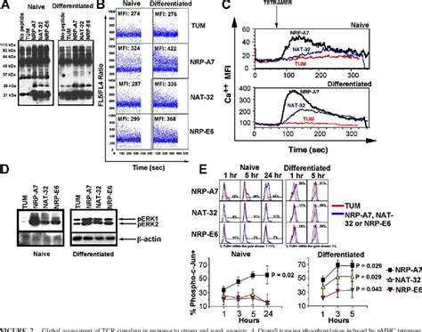 Figure 1 From The Proline Rich Sequence Of Cd3ε As An Amplifier Of Low Avidity Tcr Signaling1