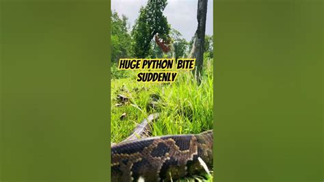 We Got Huge Python In The Nearly Playgrounds The God Save Us Jungle