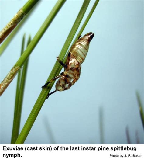 Pine Spittlebug Nc State Extension Publications