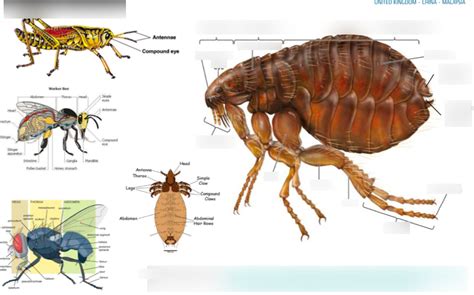 Diagram Of Insect Anatomy Quizlet