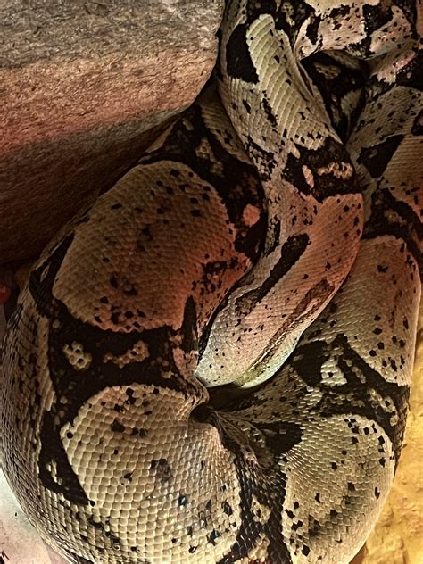 Sleepy Snek Just Ate Cheese Boi Rsneks Sleepy Snek Just Ate Cheese Boi Rsneks