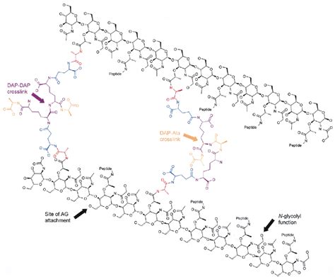 Mycobacterium Tuberculosis Structure And Function