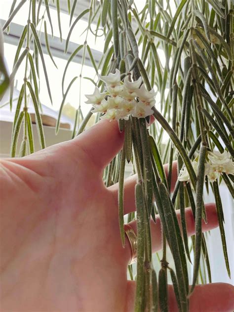 My Best Ever Hoya Linearis Plant Vermont Hoyas