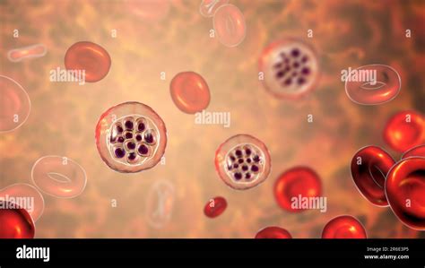 Protozoan Plasmodium Vivax Inside Red Blood Cells Computer Artwork P