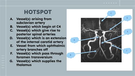 Diagram Of Circle Of Willis Ct Scan Hotspot Quizlet