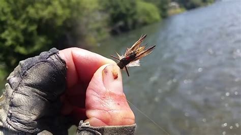 Royal Pmx Effective Mid Day Dry Fly Pattern Youtube