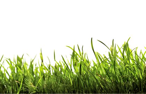 Side View Grass Template Generated Png