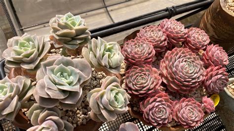 걸이대에서 노숙한 다육이들 이쁘게 만들려면 많은 노력이 따르네요 이쁘게 물든애들 구경하세요~~~~💕 Youtube