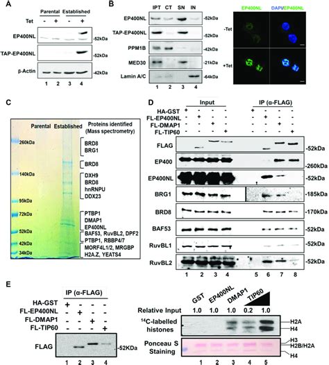 Ep400nl Forms A Nuclear Complex Similar To The Ep400 Chromatin