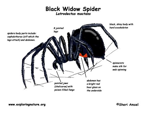 Spider Black Widow Exploring Nature