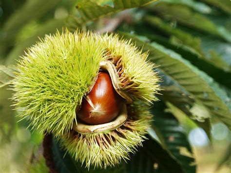 가을을 풍성하게 하는 밤 익는 풍경