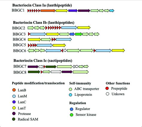Bacteriocin Biosynthetic Gene Clusters Identified Within Clostridium Download Scientific