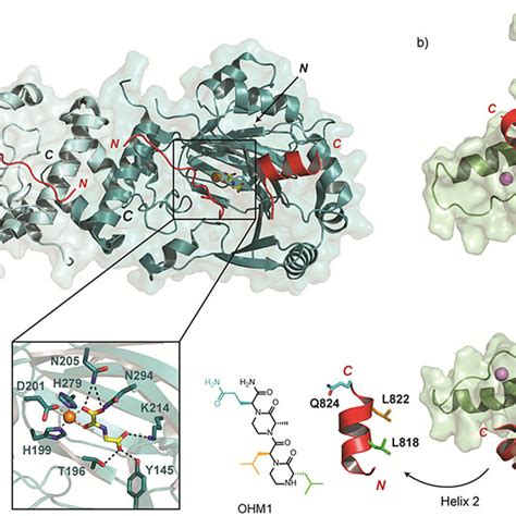 Hif 1a Cad Interactions With Fih And P300 A View From A Crystal