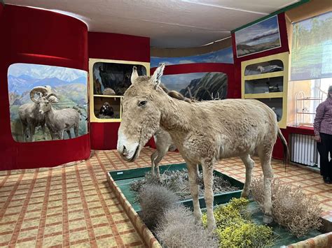 Фото Говь Алтай аймгийн Чандмань Эрдэнэ сумын соёлын төвийн үзмэрүүдээс … Өглөө мн