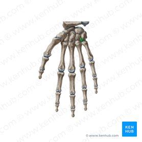 Hamate Bone Anatomy Articulations Attachments Kenhub