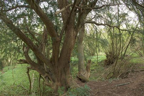 Coed Wen 4646 Ancient Yew Group