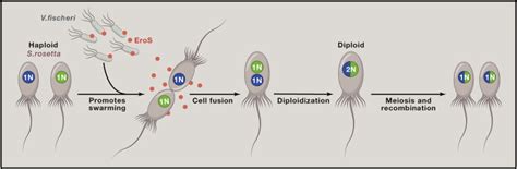 Eukaryotic Sexual Reproduction Evoked With A Babe Help From My Friends Cell