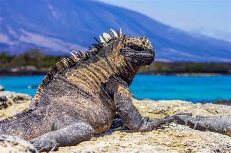 15 Animals Youll Only Find In The Galápagos A Z Animals