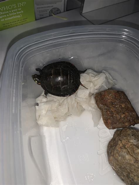 What Is This Little One Rturtle