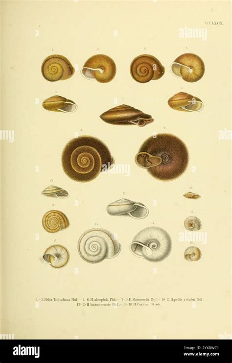 Novitates Conchologicae Cassel T Fischer 1854 79 Mollusks Pictorial Works A Diverse Array