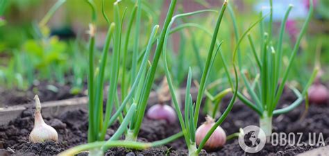 Як зробити щоб на цибулі не було стрілок чим поливати Oboz Ua