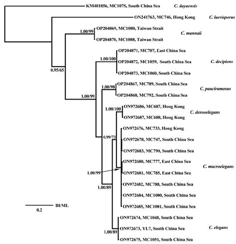 phylogenetic tree based on maximum likelihood analyses of the its rdna