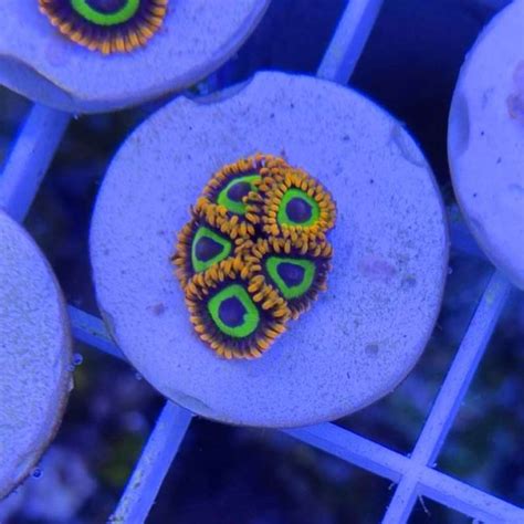 Jual Premium Zoanthid Zoa Fruit Loop Harga Perfrag Isi 5 Mata Di Seller