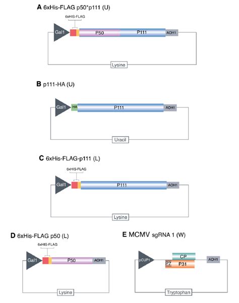 Plasmids Used For Yeast Transformations A Is A Plasmid With P50 And Download Scientific Diagram