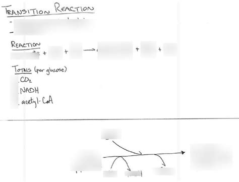 Oxidation Of Pyruvate Diagram Quizlet