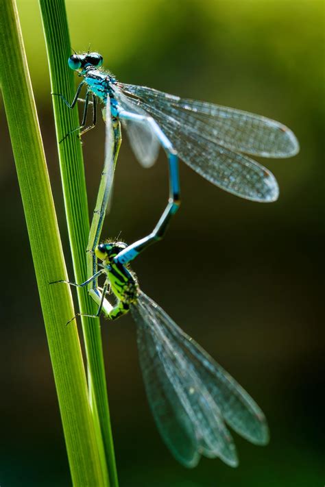 Demoiselle Libellule Insecte Photo Gratuite Sur Pixabay Pixabay