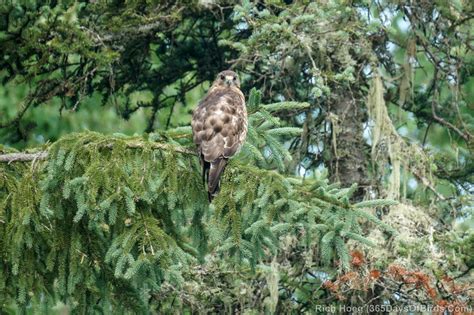 Now Is Hawk Hunting Time 365 Days Of Birds