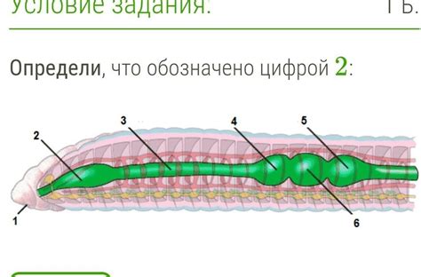Какая структура изображена на рисунке что обозначено цифрами 1 и 3 нефрон