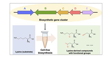 Cell Free Biosynthesis Of Lysine Derived Unnatural Amino Acids With Chloro Alkene And Alkyne