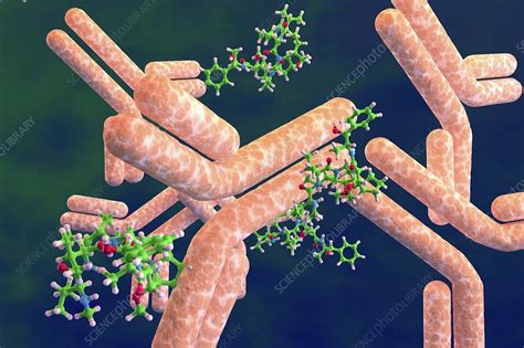 Antibody Drug Conjugates Illustration Stock Image C0404147