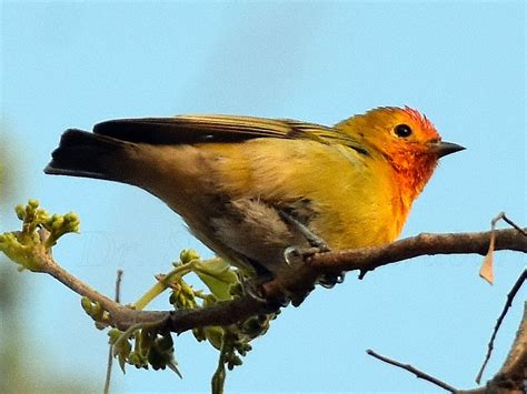 Rediscovery Of The Fire Capped Tit In Aravalli Hills Early Signs Of
