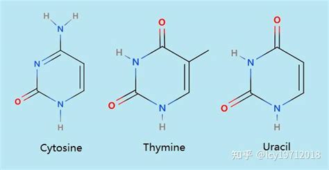 有什么牛逼的方法记住四种碱基的结构式？ 知乎