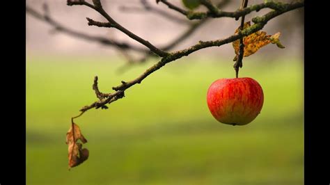 Зимно пръскане на овошките Youtube