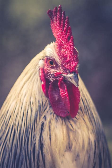 Chicken Combs The Complete Guide To Comb Types The Phat Hen