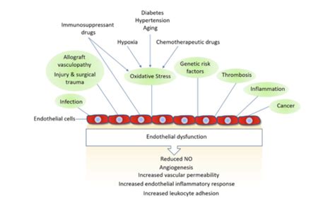 Lecture 2 Endothelial Cell And The Microcirculation Flashcards Quizlet