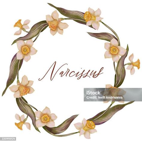수선화 수채화 수선화 꽃 프레임 우아한 빈티지 화환 라운드 모양의 프레임 라벨 기업 아이덴티티 브랜딩 청첩장 인사말 카드를 위한 식물 장식 요소 결혼식에 대한 스톡 벡터