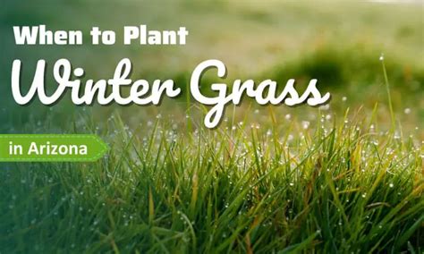 Get The Perfect Timing Planting Winter Rye Grass Made Simple Outside